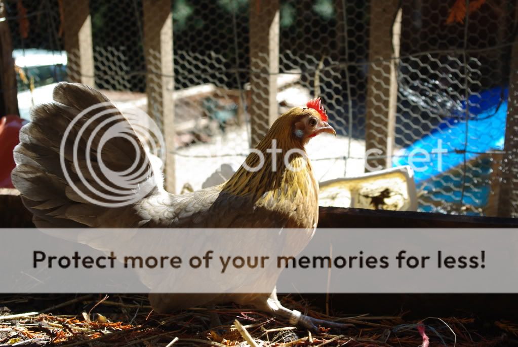 post pics of you old english game bantams & dutch bantams here**** | BackYard Chickens - Learn ...