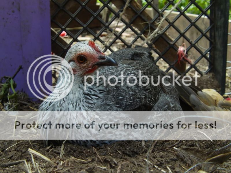 post pics of you old english game bantams & dutch bantams here**** | BackYard Chickens - Learn ...