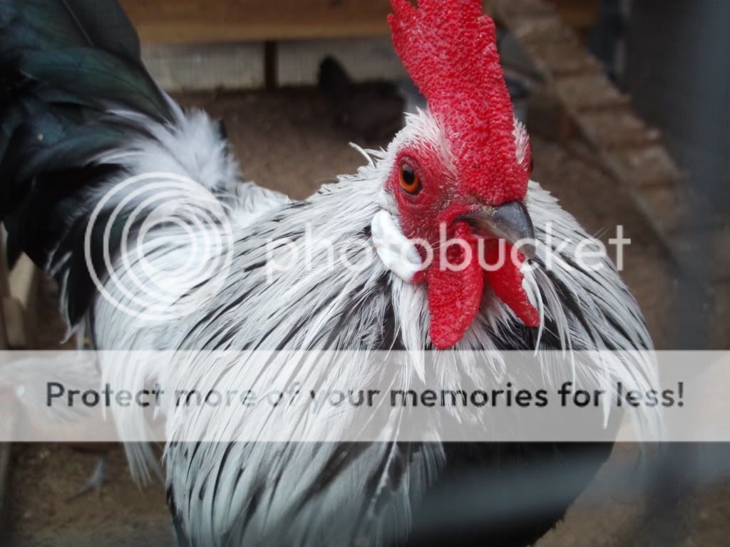 post pics of you old english game bantams & dutch bantams here**** | BackYard Chickens - Learn ...