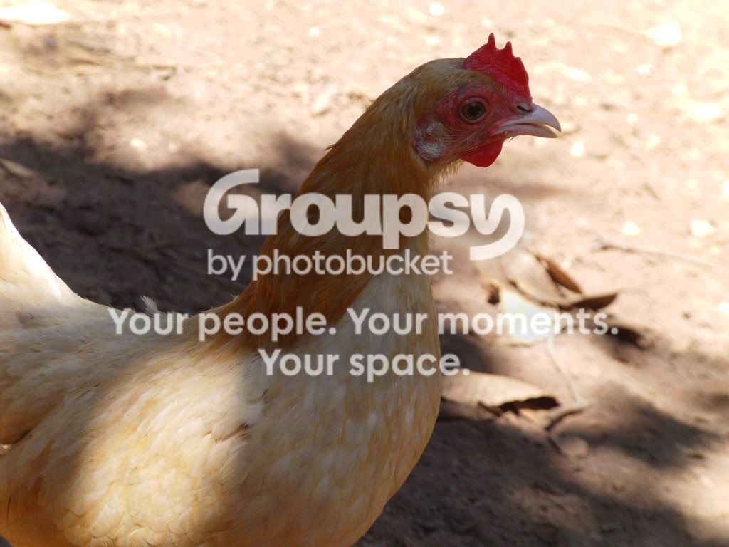 What is the Top sought after Bantam breed? | BackYard Chickens - Learn ...