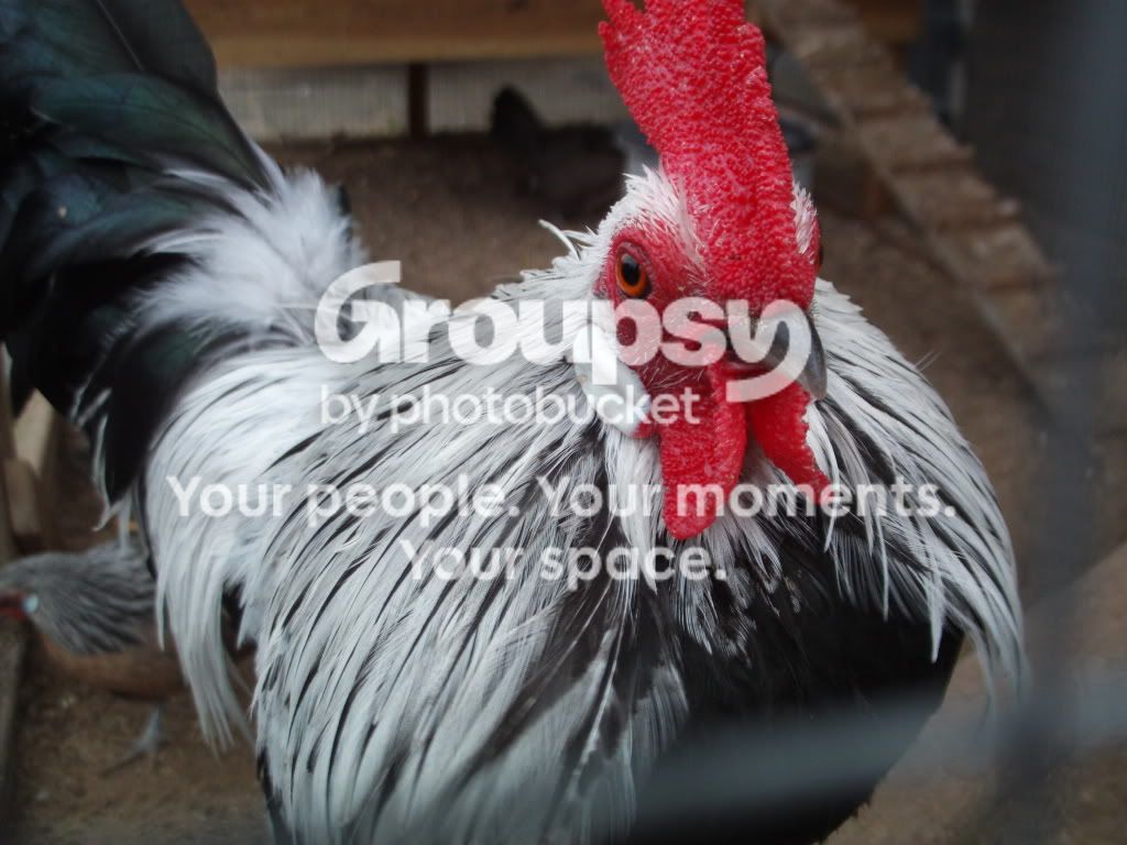 Show Off your good Photos | Page 11 | BackYard Chickens - Learn How to ...