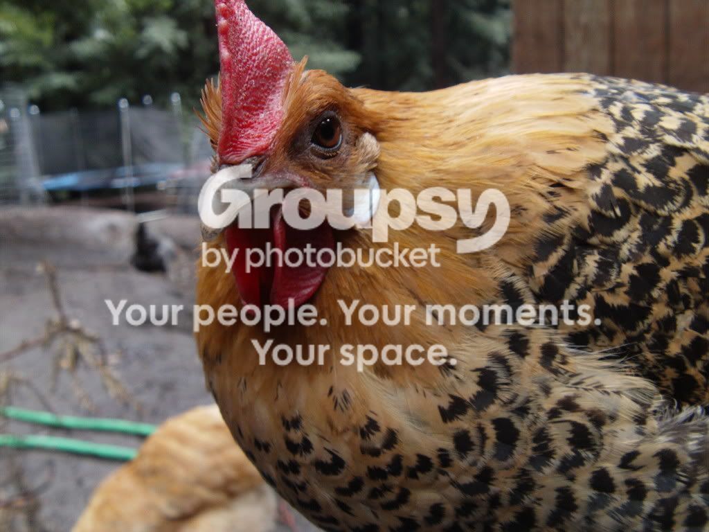 Close ups!!! Post your best close up pics of your chicken | Page 2 ...