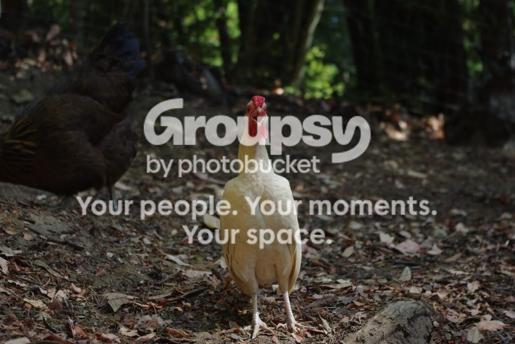 Cross Breds! | Page 2 | BackYard Chickens - Learn How to Raise Chickens