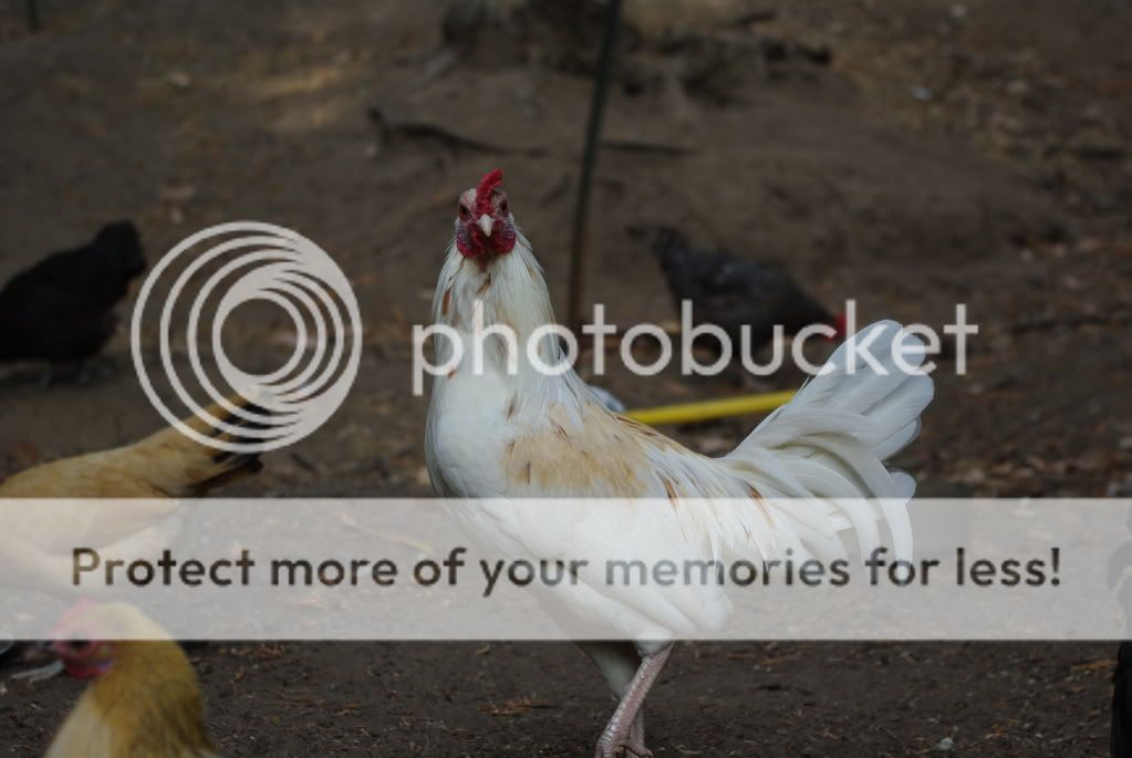 My "Splash Pyle Yokohamas"... My new creation... What do you think ...