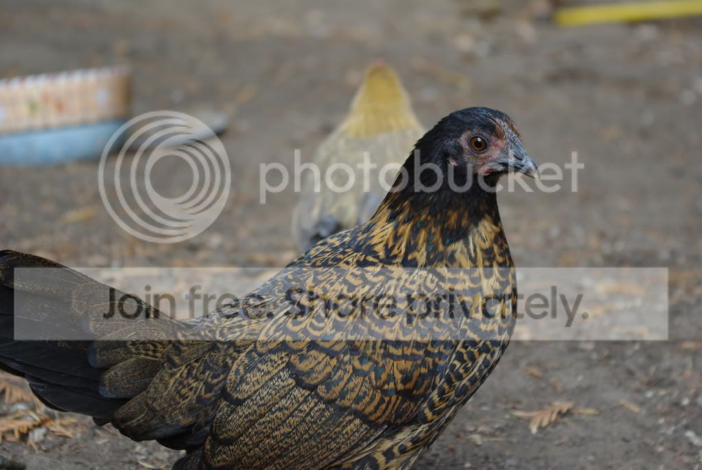 Cross Breds! | Page 2 | BackYard Chickens - Learn How to Raise Chickens