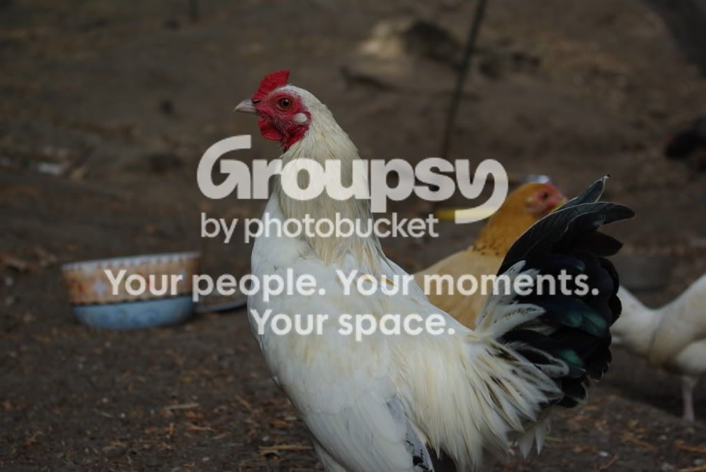 Cross Breds! | Page 2 | BackYard Chickens - Learn How to Raise Chickens