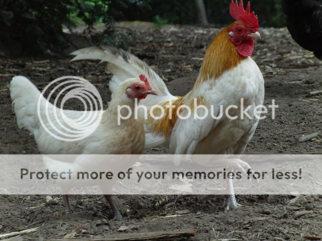 Show Of Your Bannie Pairs | BackYard Chickens - Learn How to Raise Chickens
