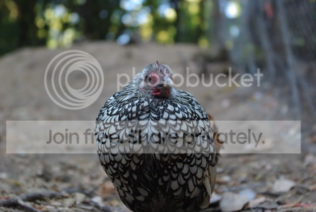 Post Your Sebright Pics Here!!!*** | BackYard Chickens - Learn How to ...