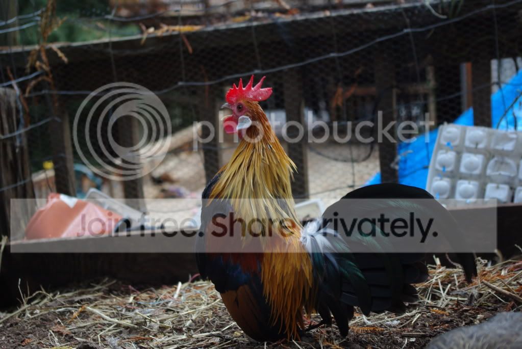 post pics of you old english game bantams & dutch bantams here ...