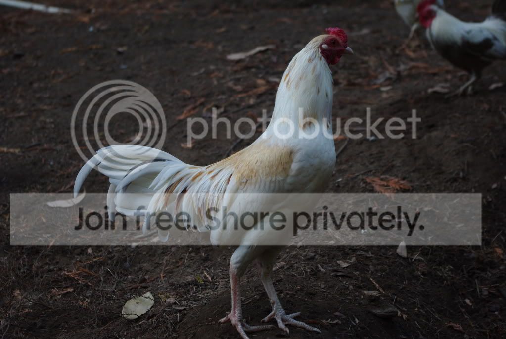Cross Breds! | Page 2 | BackYard Chickens - Learn How to Raise Chickens