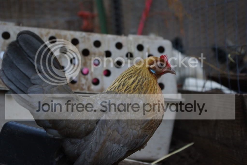 post pics of you old english game bantams & dutch bantams here ...
