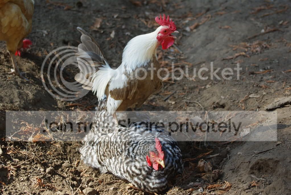 Funniest chicken contest has the WINNERS! | Page 2 | BackYard Chickens ...