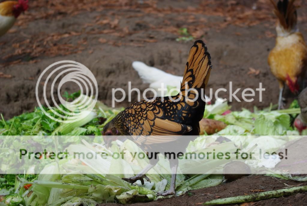 Post Your Sebright Pics Here!!!*** | BackYard Chickens - Learn How to ...