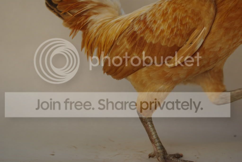 My first attempt at chicken portraits- you know with the canvas & all ...