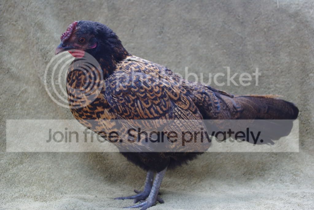 My first attempt at chicken portraits- you know with the canvas & all ...