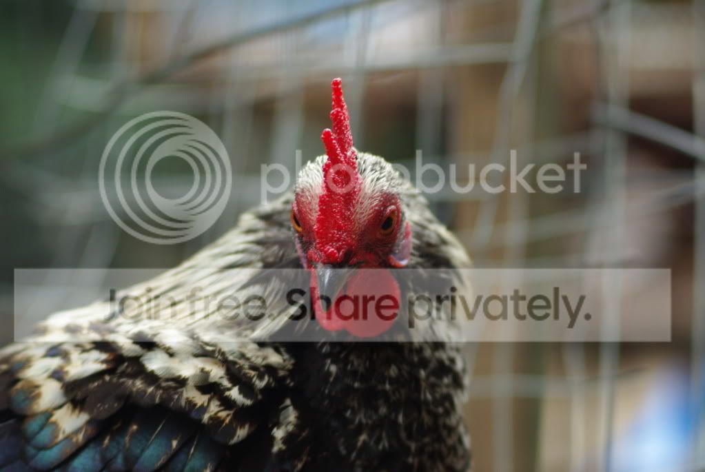 Chicken Photography! Please see my beautiful chickens! | BackYard ...
