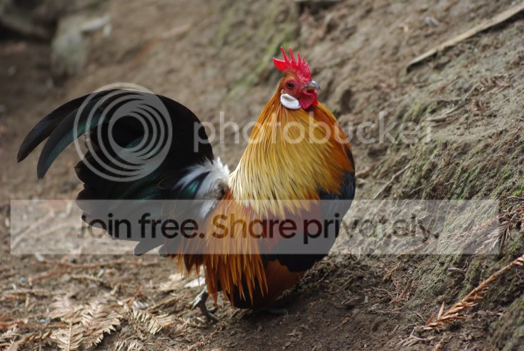 Funniest chicken contest has the WINNERS! | Page 2 | BackYard Chickens ...