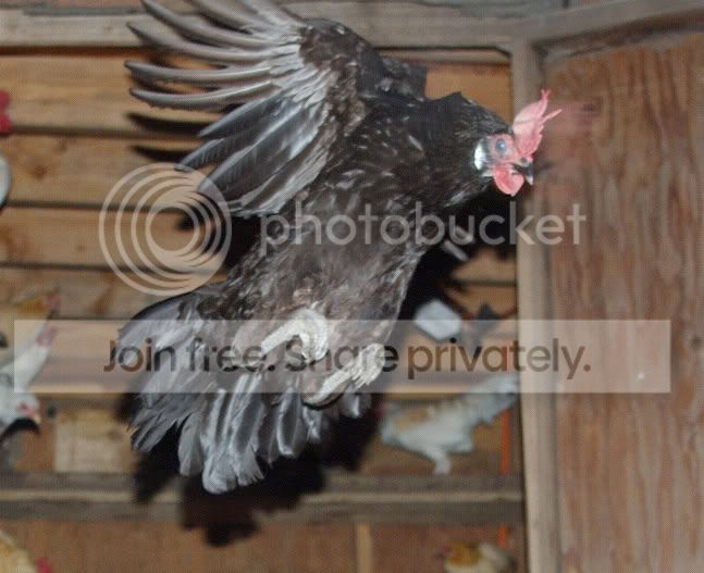 **Really cool shots of my chickens... IN FLIGHT!!** More shots pg 5 ...