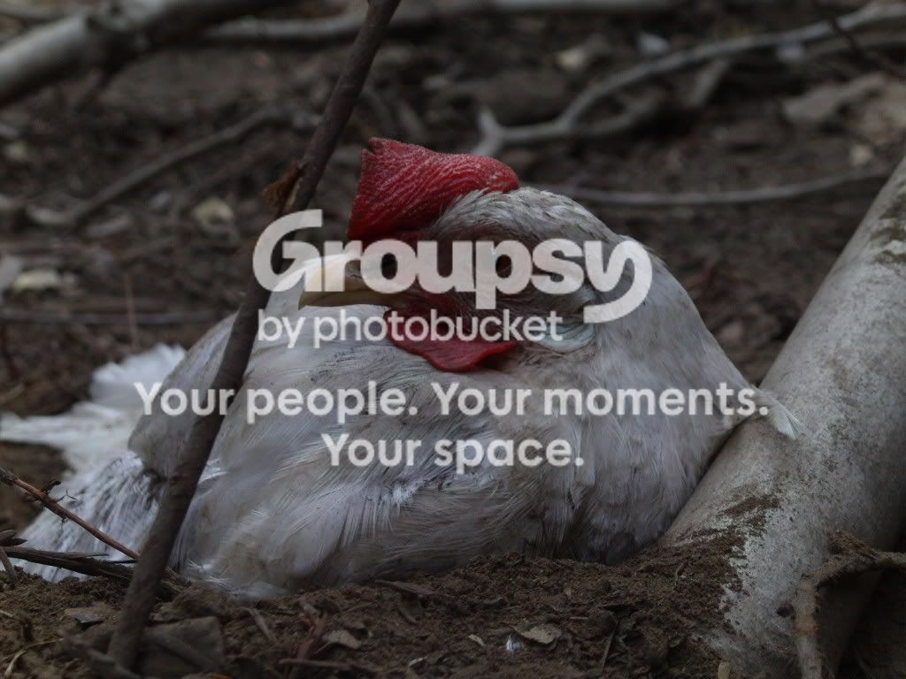 Leghorn Contest Ends Dec 31 All Varieties May Enter | BackYard Chickens ...