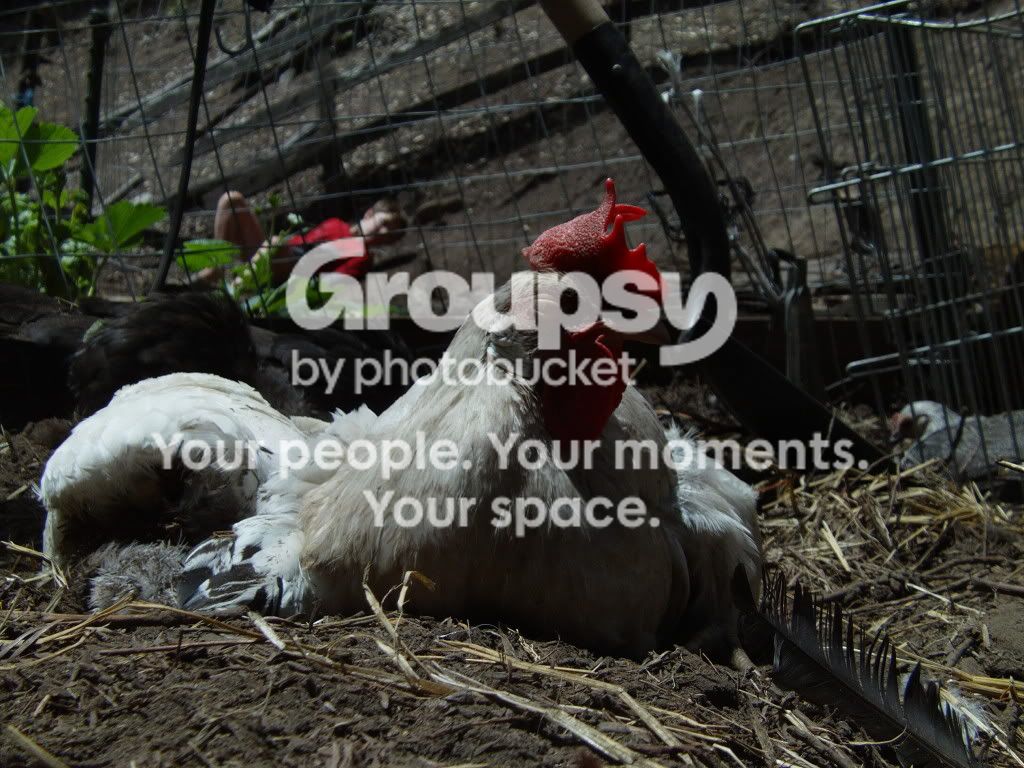 Leghorn Contest Ends Dec 31 All Varieties May Enter | BackYard Chickens ...