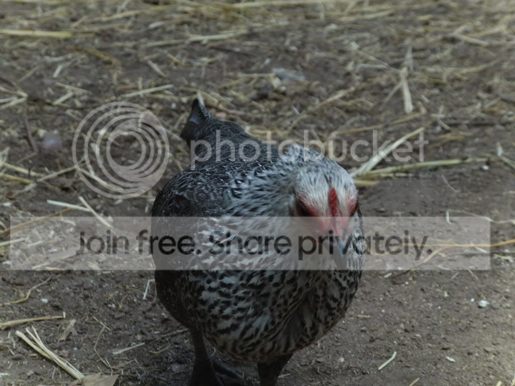 Cross Breds! | Page 2 | BackYard Chickens - Learn How to Raise Chickens