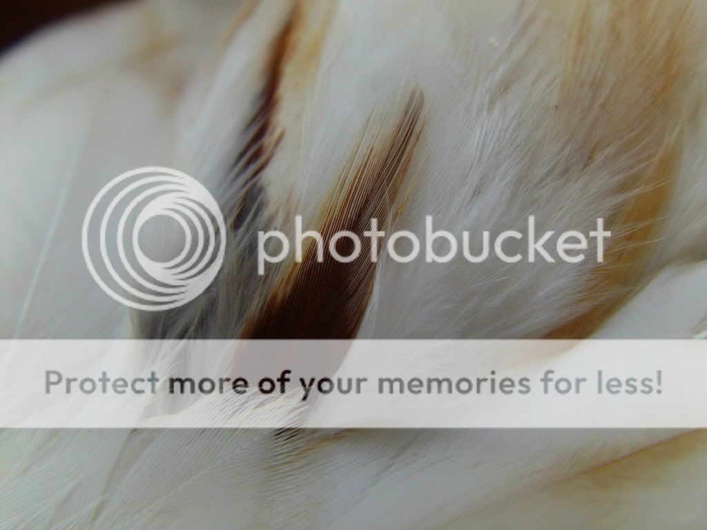 Cross Breds! | Page 2 | BackYard Chickens - Learn How to Raise Chickens