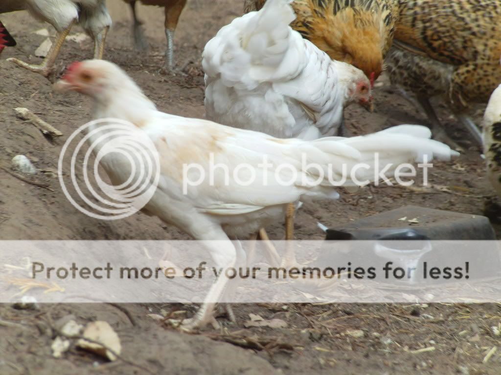 Mutts on Parade....Bring your MBCs! (PICS) | Page 2 | BackYard Chickens ...