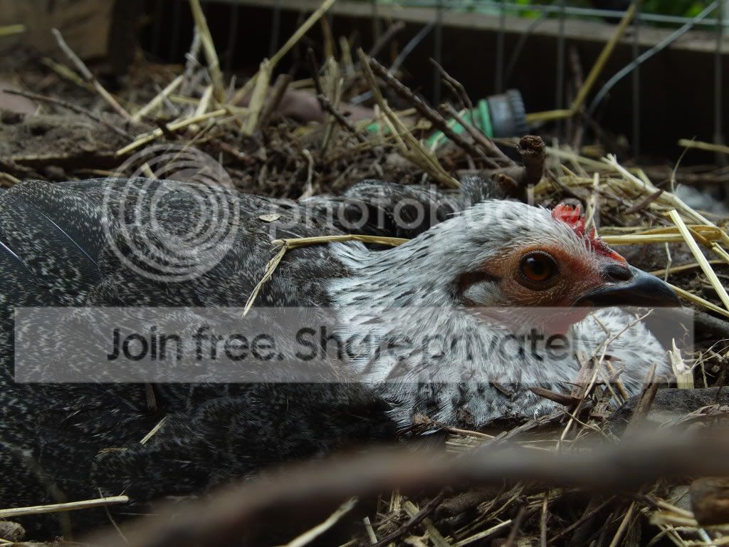 Angela's tragic story ends with baby chicks! *With updates* | BackYard ...