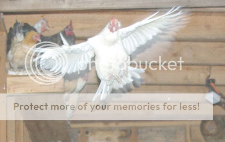 Most bird looking chicken/rooster Closed winners page 4 | BackYard ...