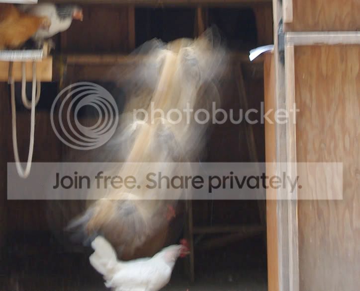 **Really cool shots of my chickens... IN FLIGHT!!** More shots pg 5 ...