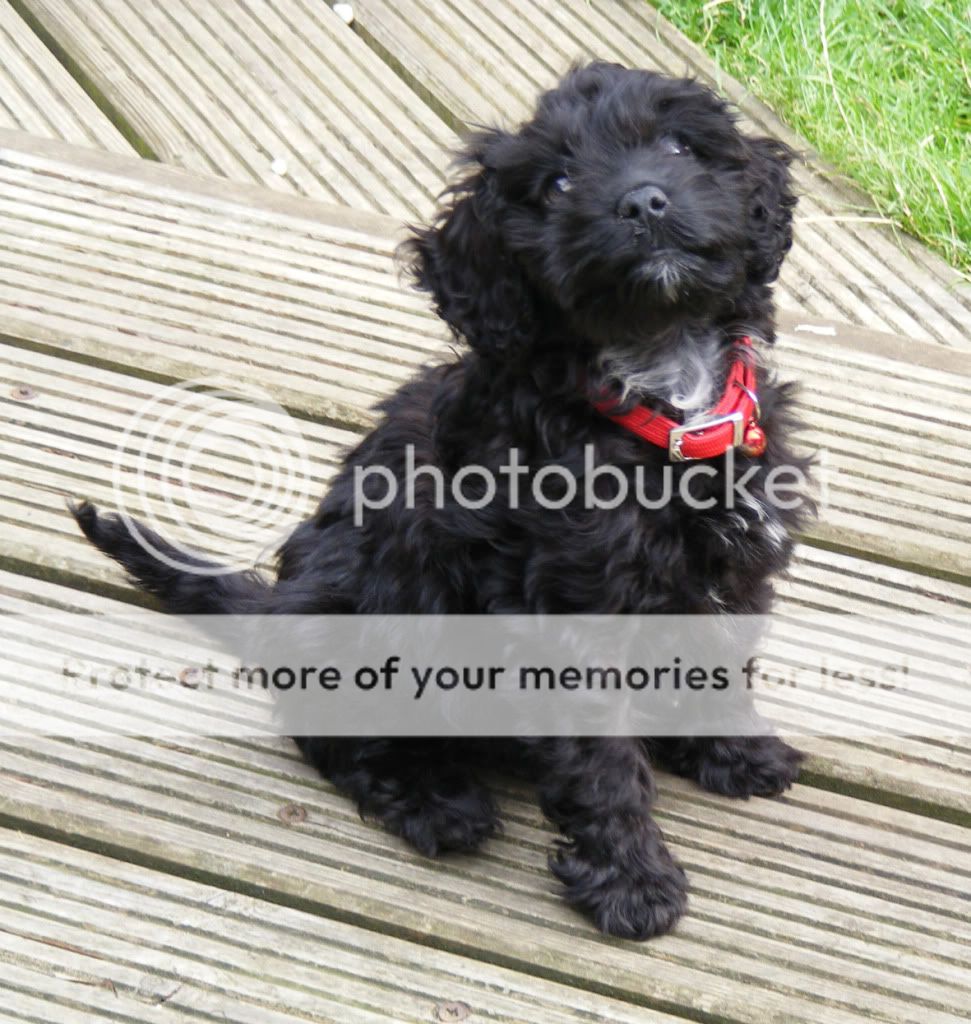 Poppy the Cockapoo!